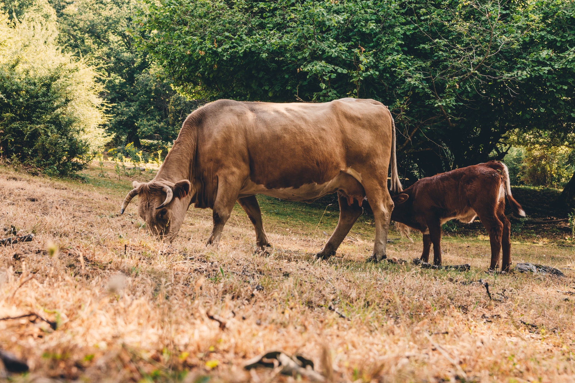 SegurBosch S.L. – Asesores independientes de seguros